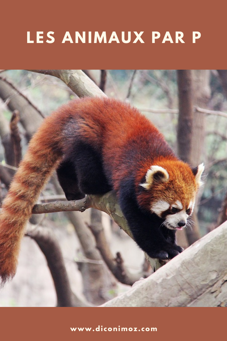 Liste des animaux en P - Dictionnaire des animaux