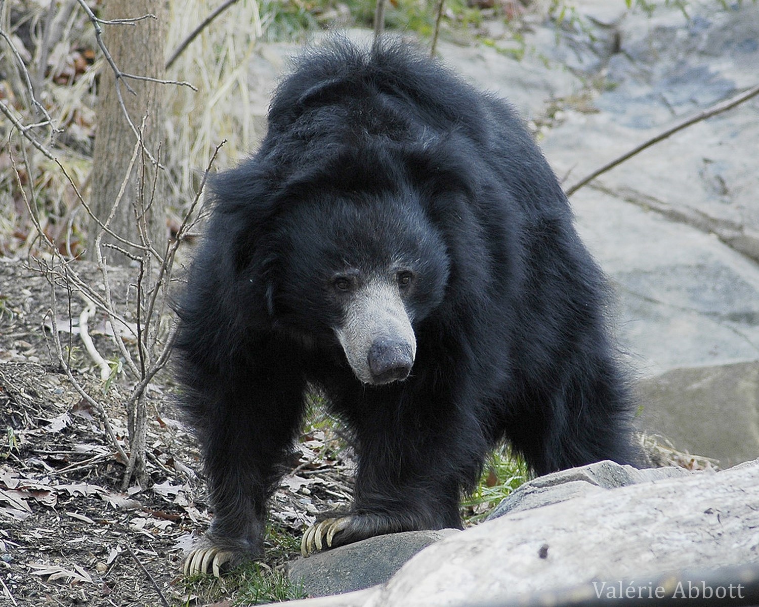 Ours lippu : poids, taille, longévité, habitat, alimentation ...