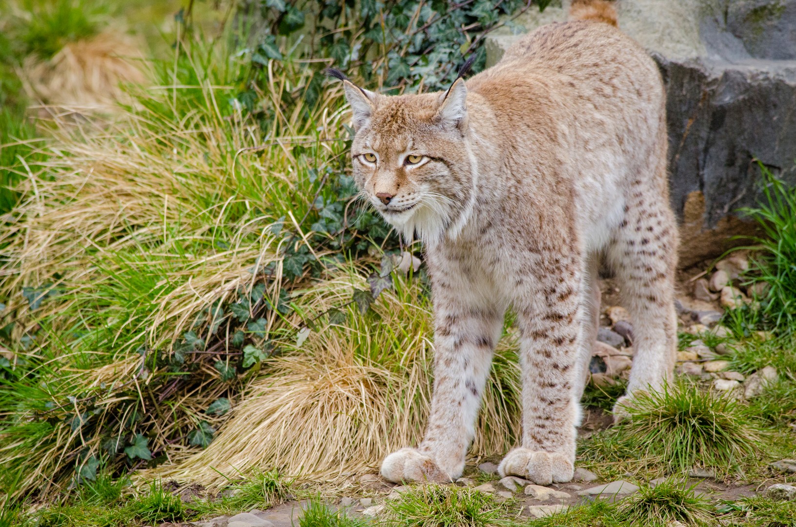 Lynx Boréal - 700 fiches animaux à découvrir