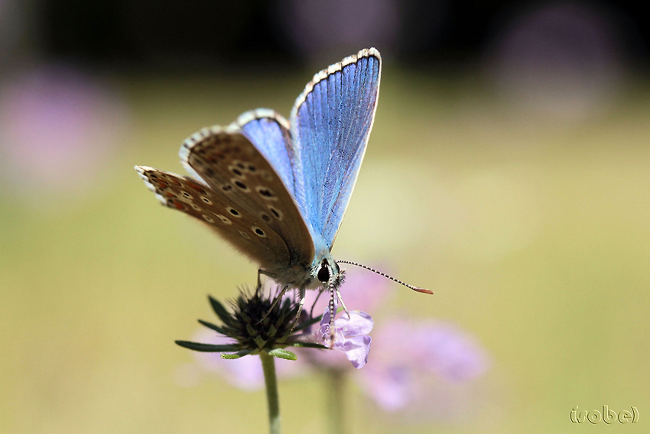 Argus bleu : taille, poids, habitat, reproduction - Dictionnaire des ...
