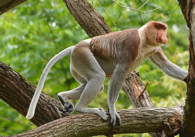 Nasique : poids, taille, longévité, habitat, alimentation ...