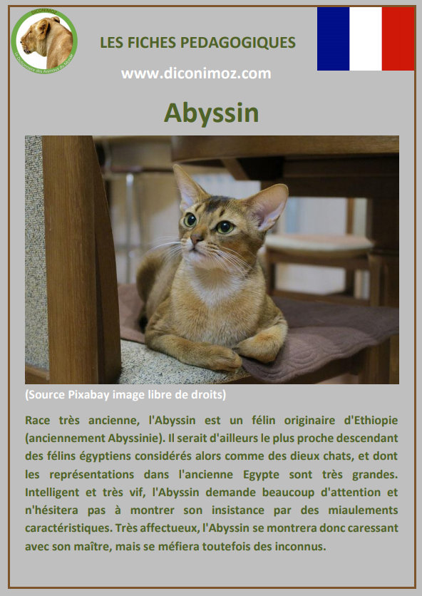 Fiches chat pdf 1 - Dictionnaire des animaux