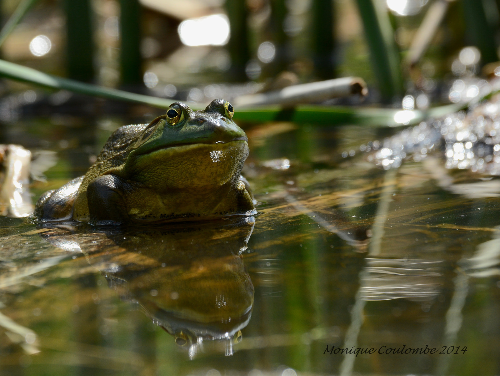 Grenouille taureau ou Ouaouaron - Dictionnaire des animaux