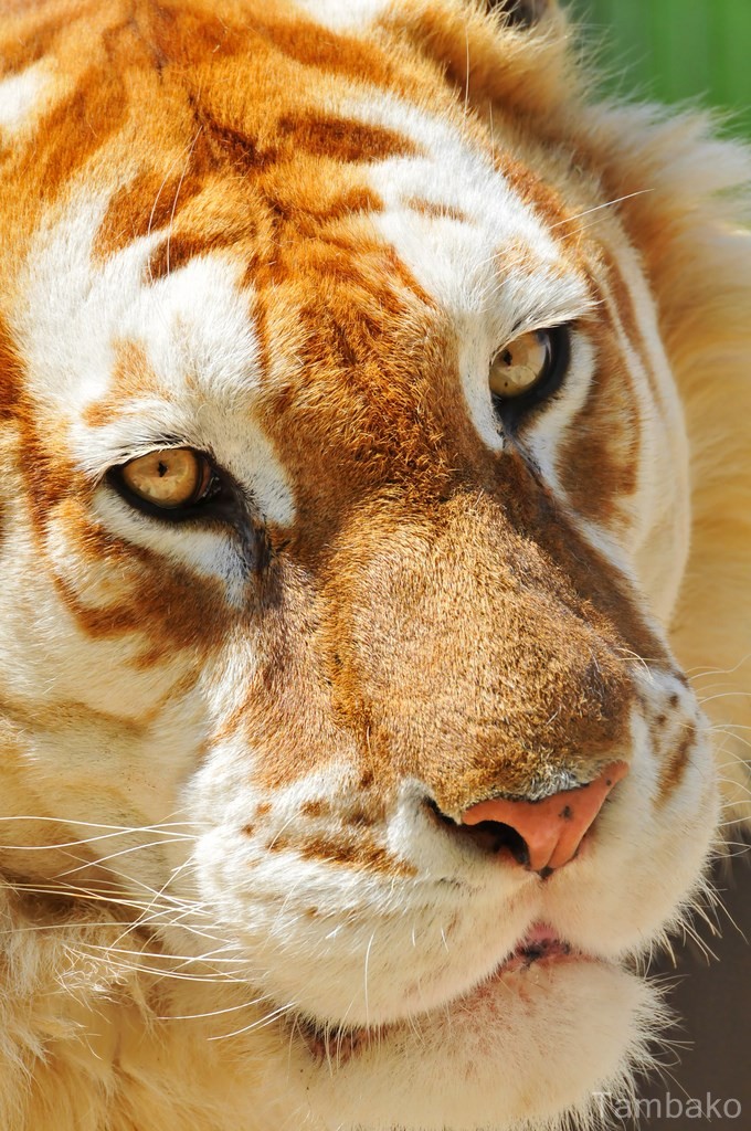 Tigre doré : poids, taille, longévité, habitat, alimentation ...