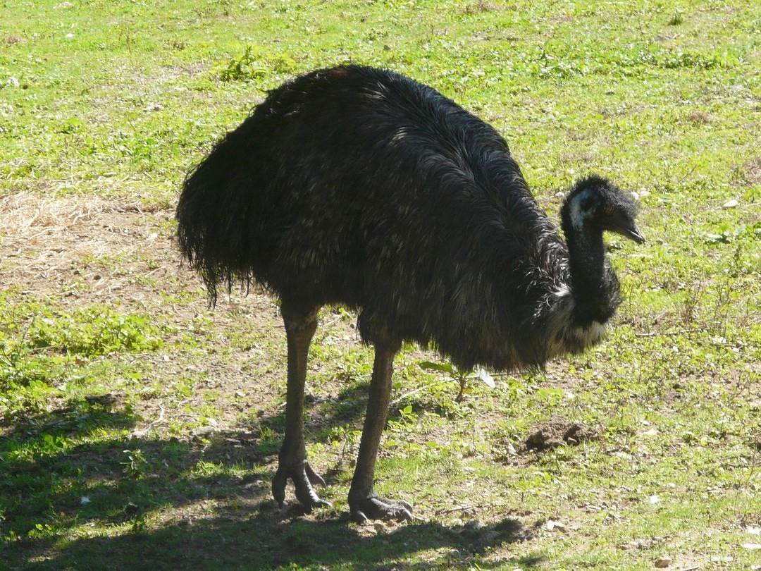Emeu d'Australie : taille, poids, répartition, reproduction ...