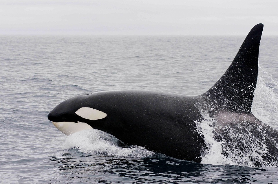 Orque : poids, taille, répartition, habitat - Dictionnaire des animaux