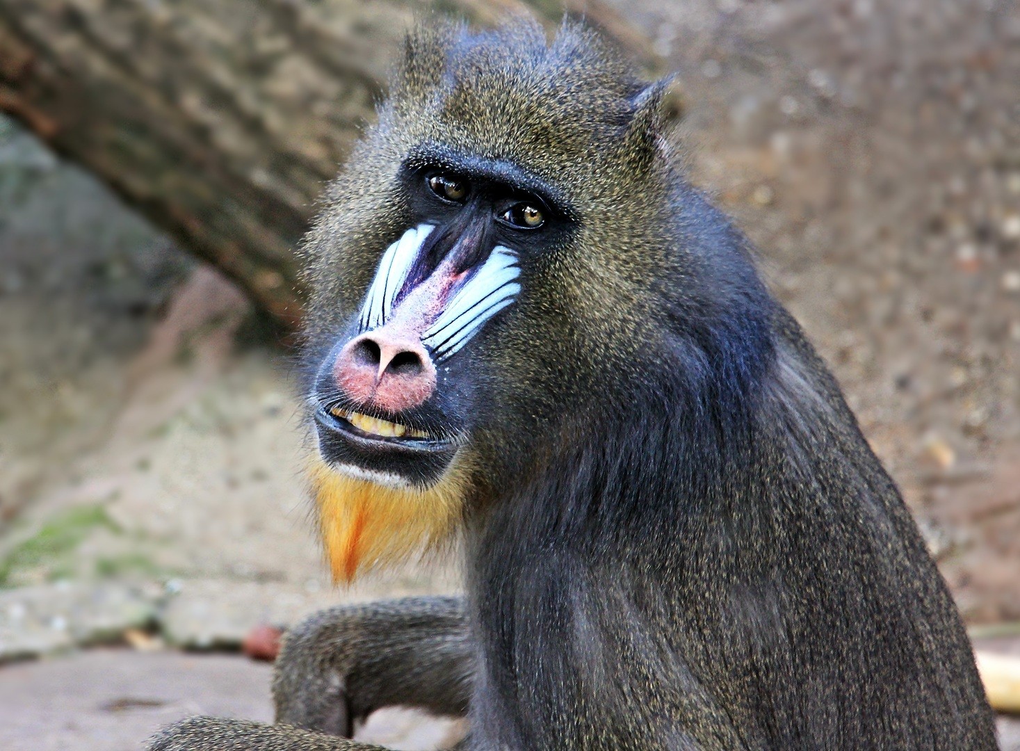 Mandrill : poids, taille, longévité, habitat, alimentation ...