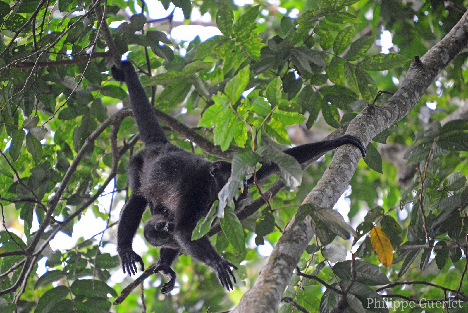 Singe hurleur noir : poids, taille, longévité, habitat, alimentation ...