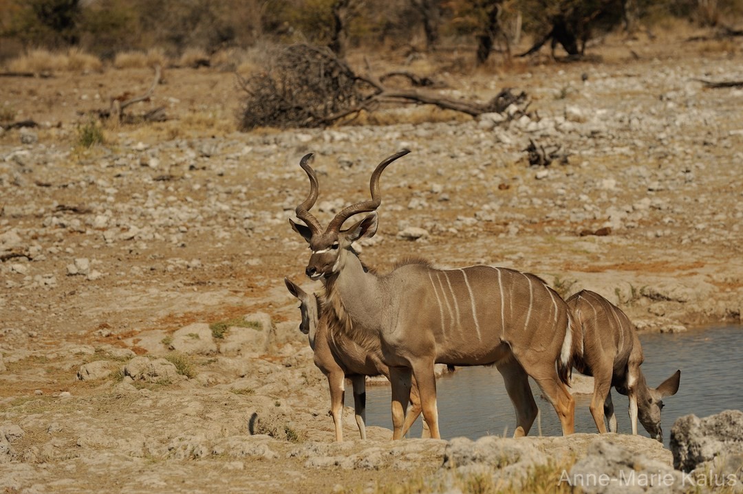 Grand koudou : poids, taille, longévité, habitat, alimentation ...