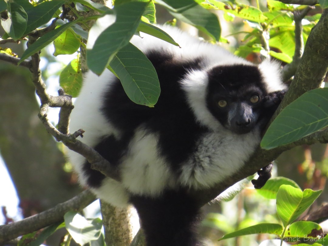 Maki Vari noir et blanc : poids, taille, longévité, habitat ...