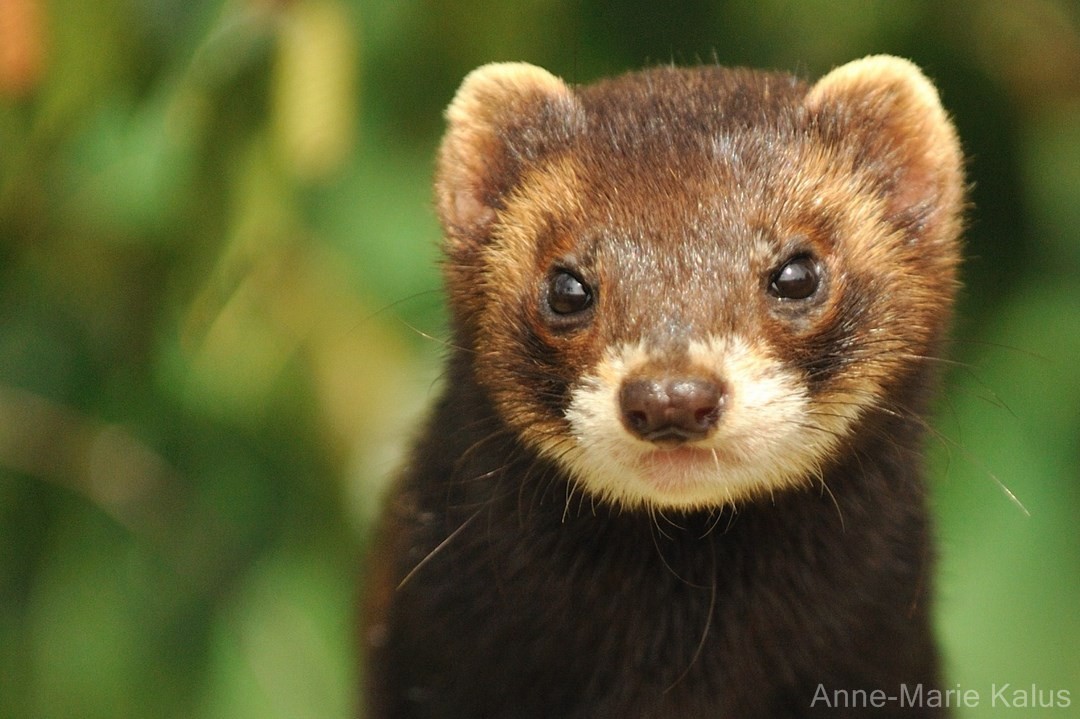 Putois d'Europe : poids, taille, longévité, habitat, alimentation ...