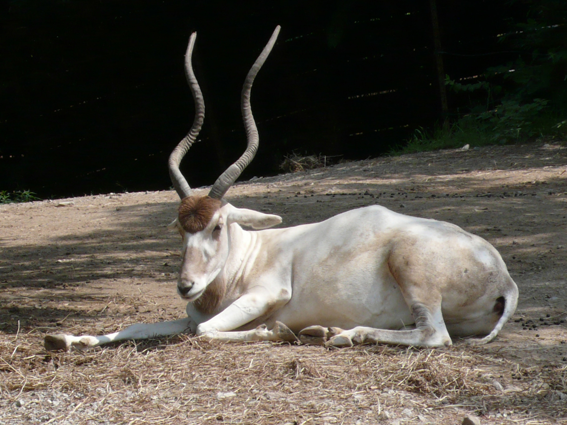 Addax : poids, taille, longévité, habitat, alimentation - Dictionnaire ...