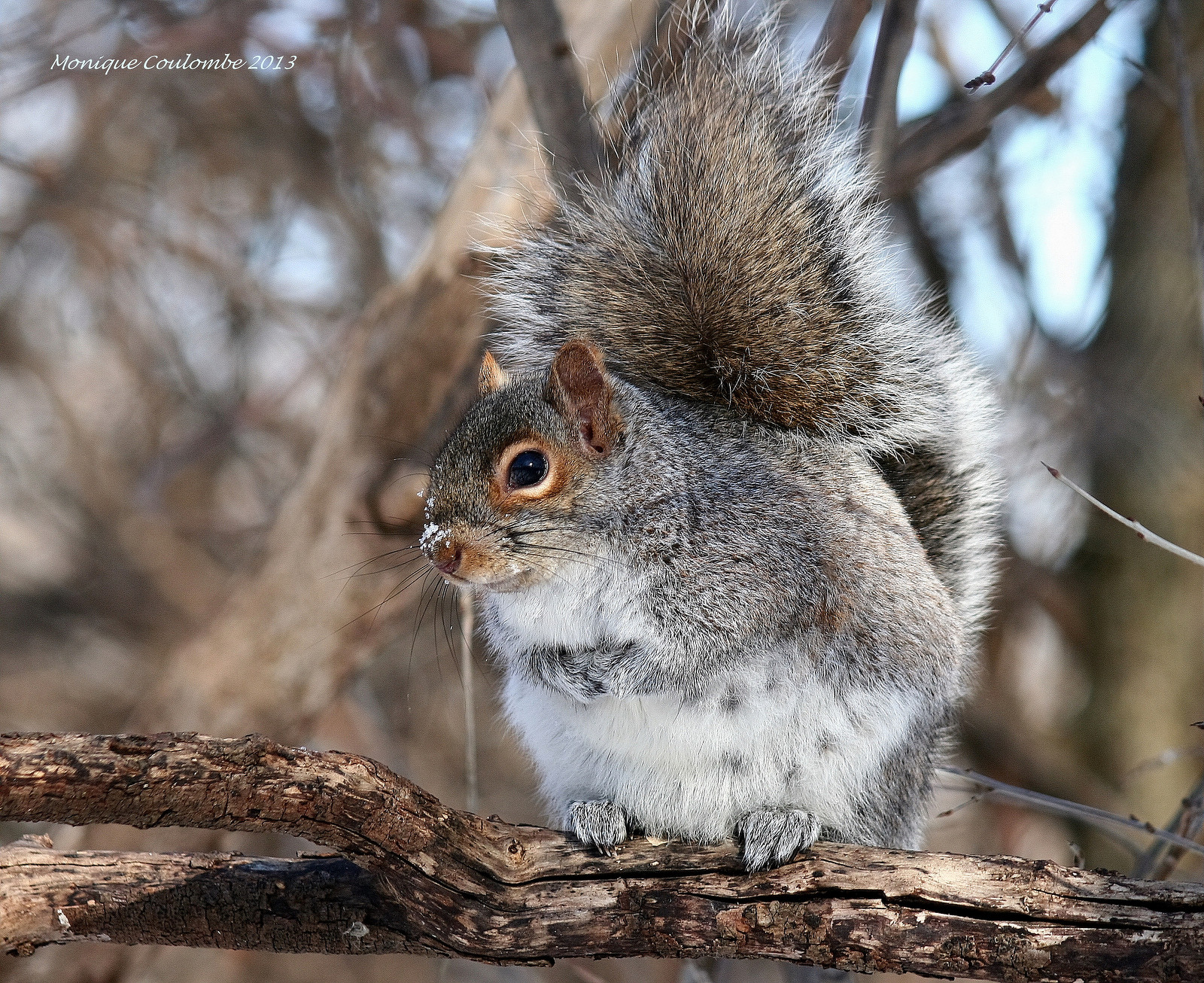 Ecureuil gris : poids, taille, longévité, habitat, alimentation ...