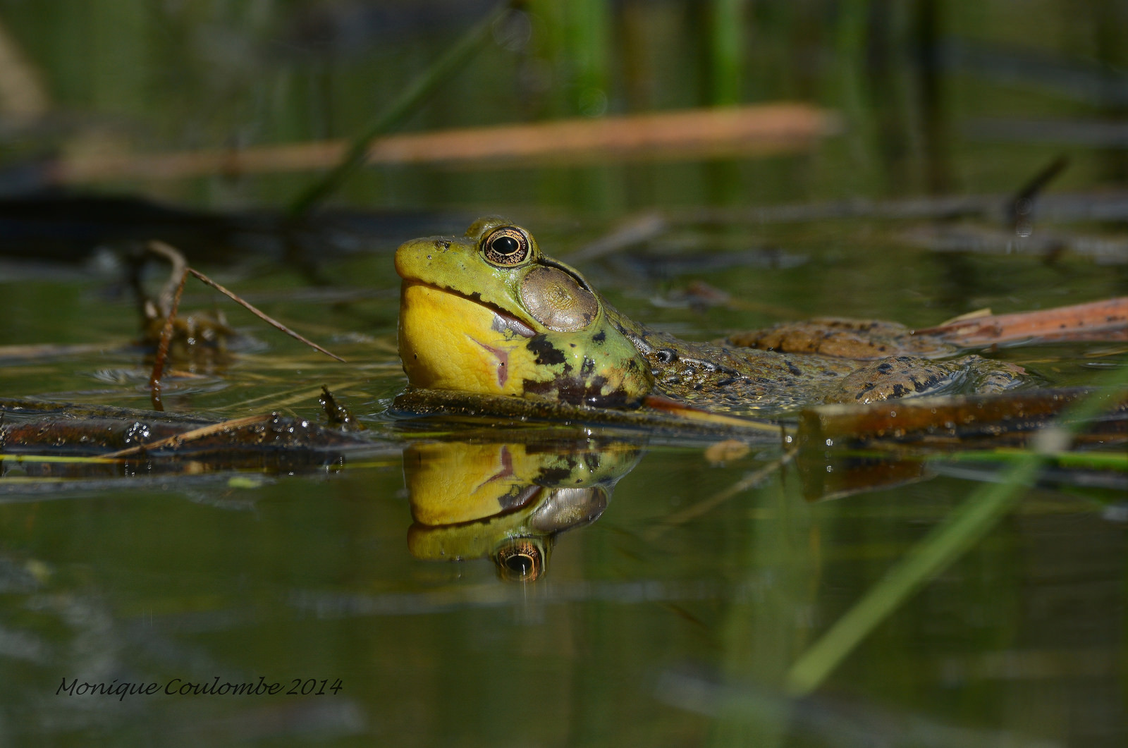 Grenouille taureau ou Ouaouaron - Dictionnaire des animaux