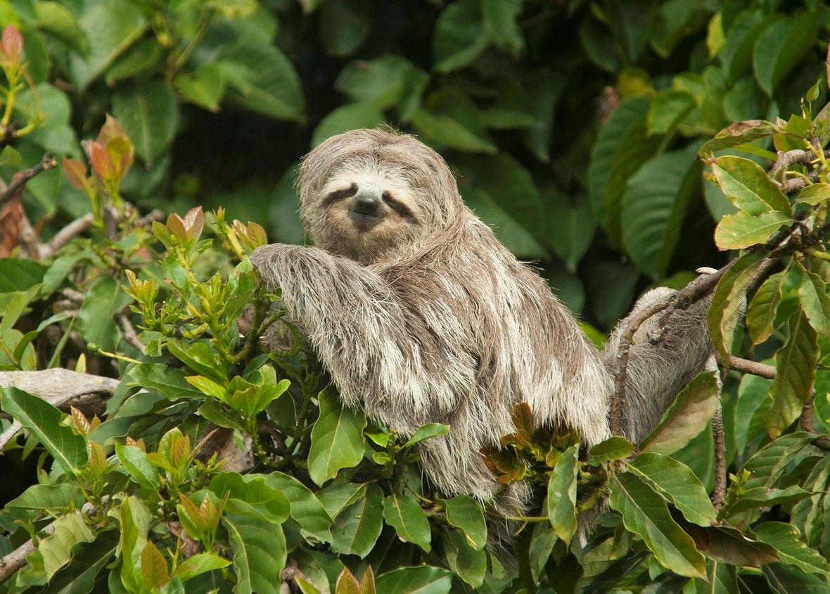 Folivore - Dictionnaire des animaux