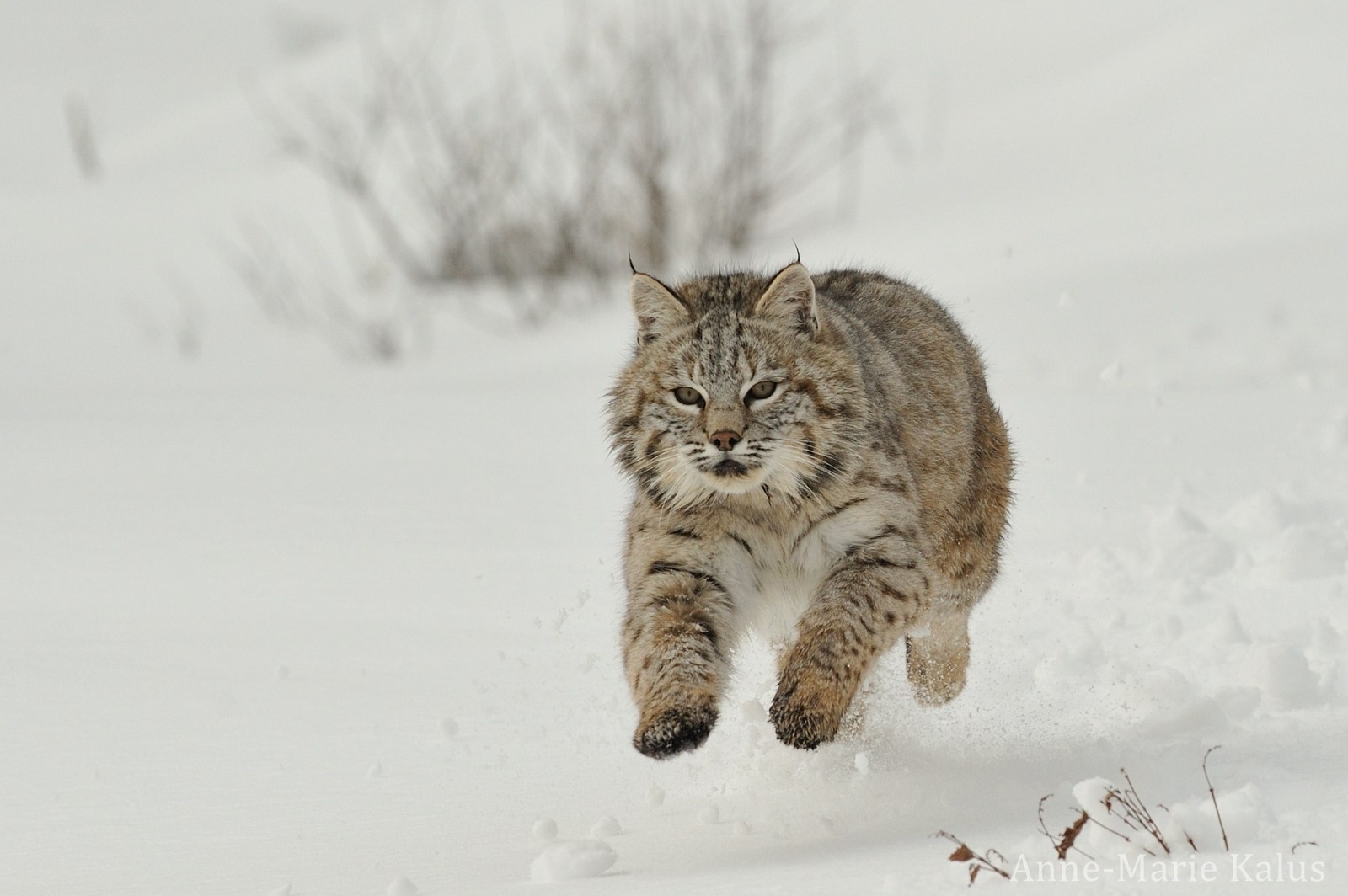 Lynx roux : poids, taille, longévité, habitat, alimentation ...