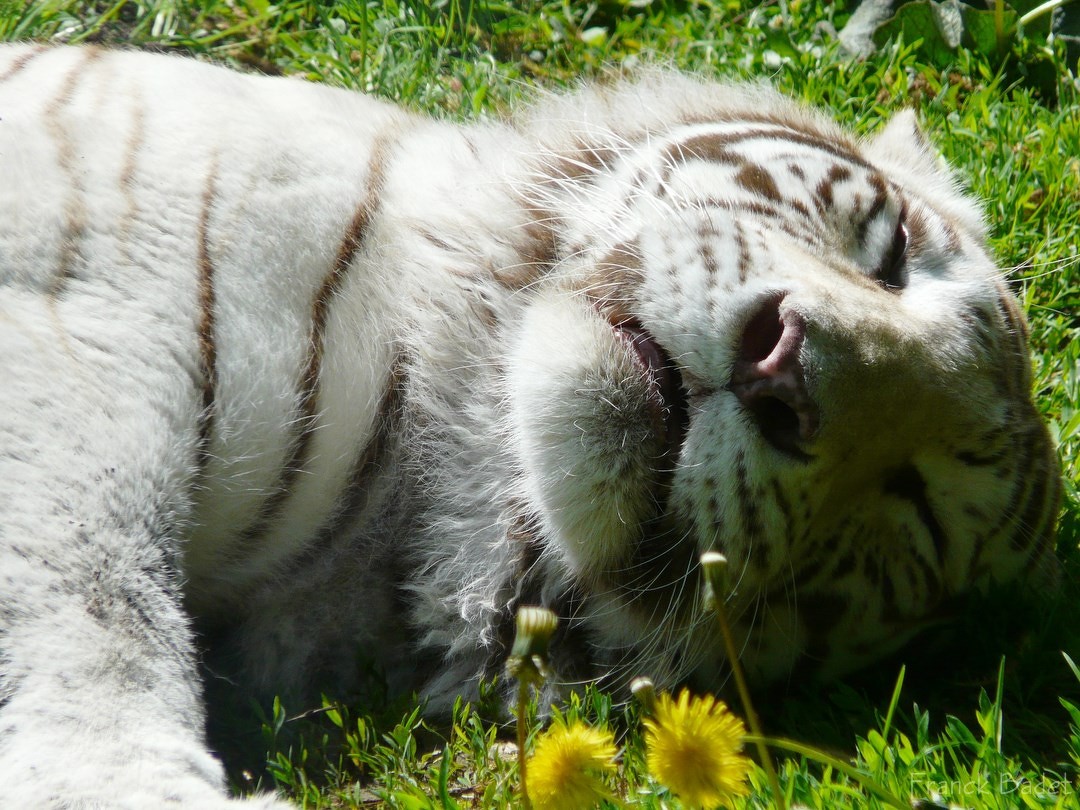 Tigre blanc royal : poids, taille, longévité, habitat, alimentation ...