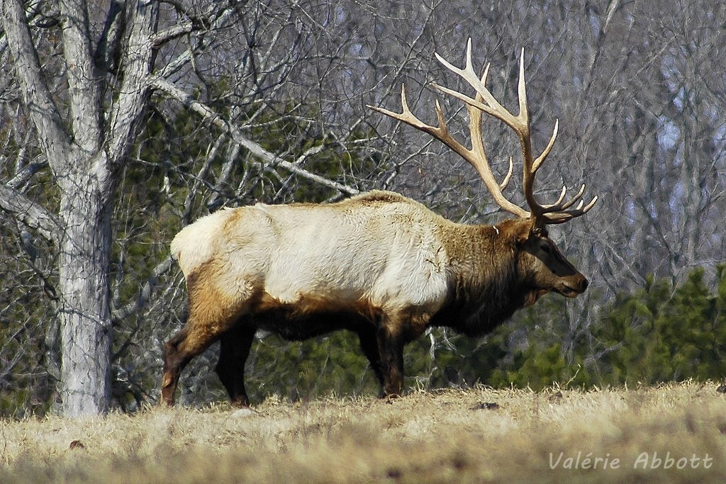 Wapiti : poids, taille, longévité, habitat, alimentation - Dictionnaire ...