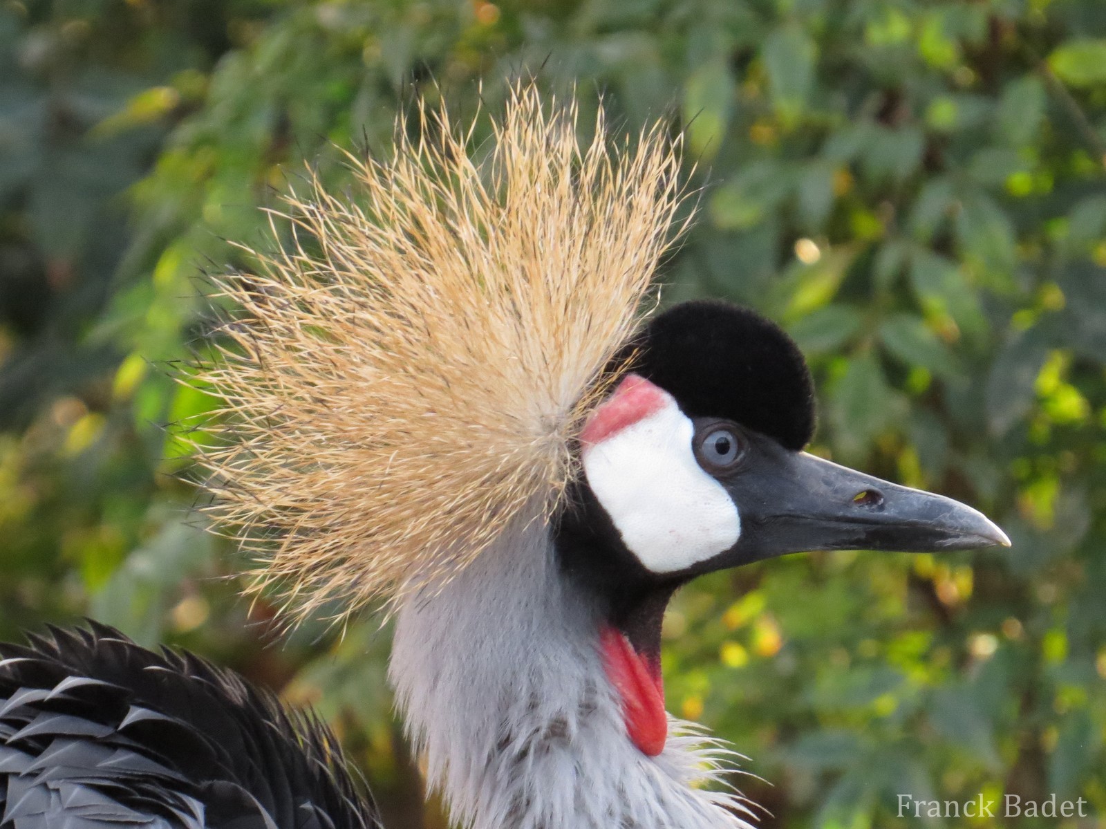 Grue Couronnée : taille, poids, répartition, reproduction ...