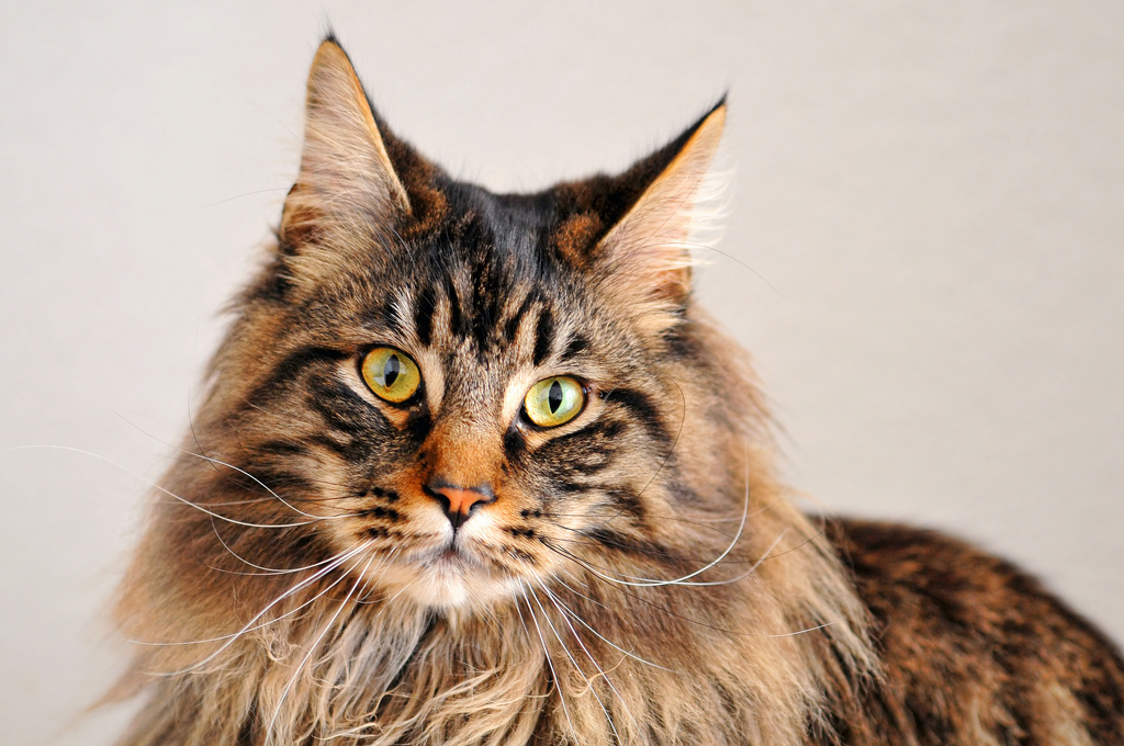 Maincoon : origine, caractère, santé, couleur : fiche chat ...