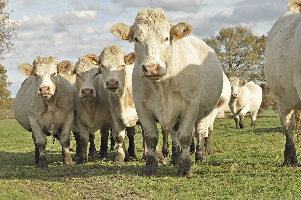 FICHES ANIMAUX : Les animaux de la ferme - Dictionnaire des animaux
