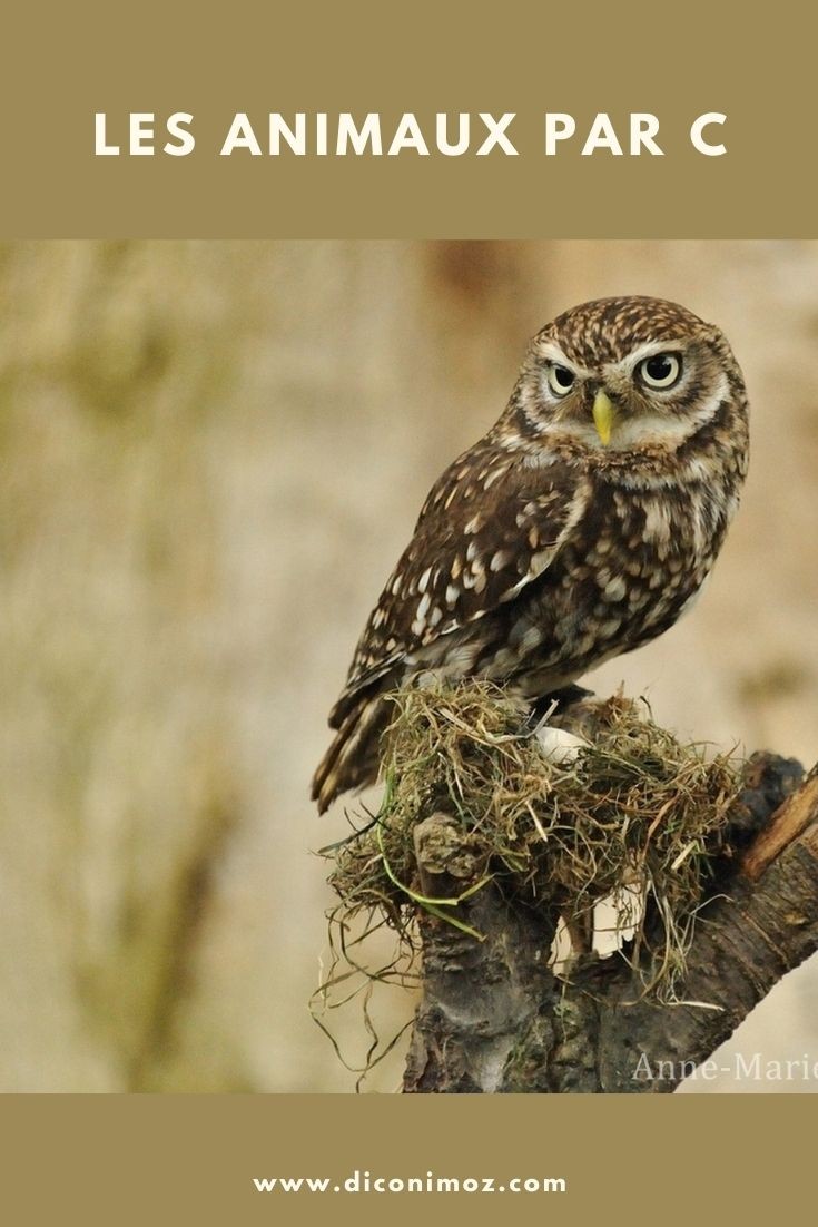Liste des animaux en C - Dictionnaire des animaux
