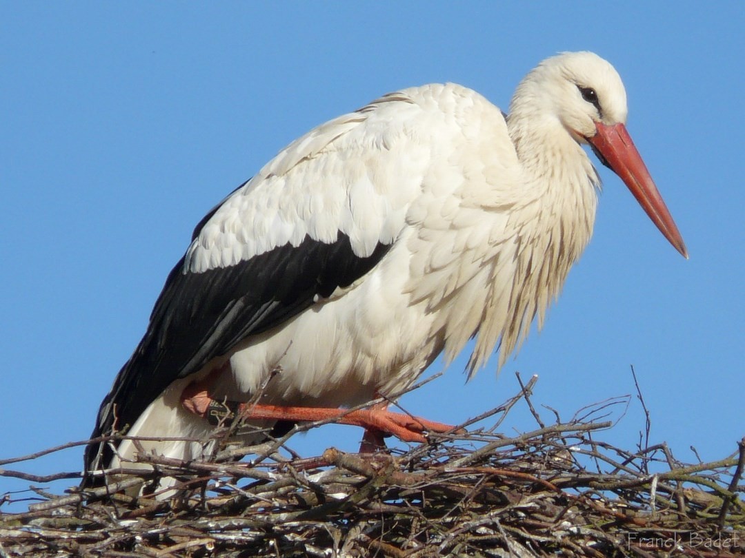 Cigogne blanche : taille, poids, répartition, reproduction ...