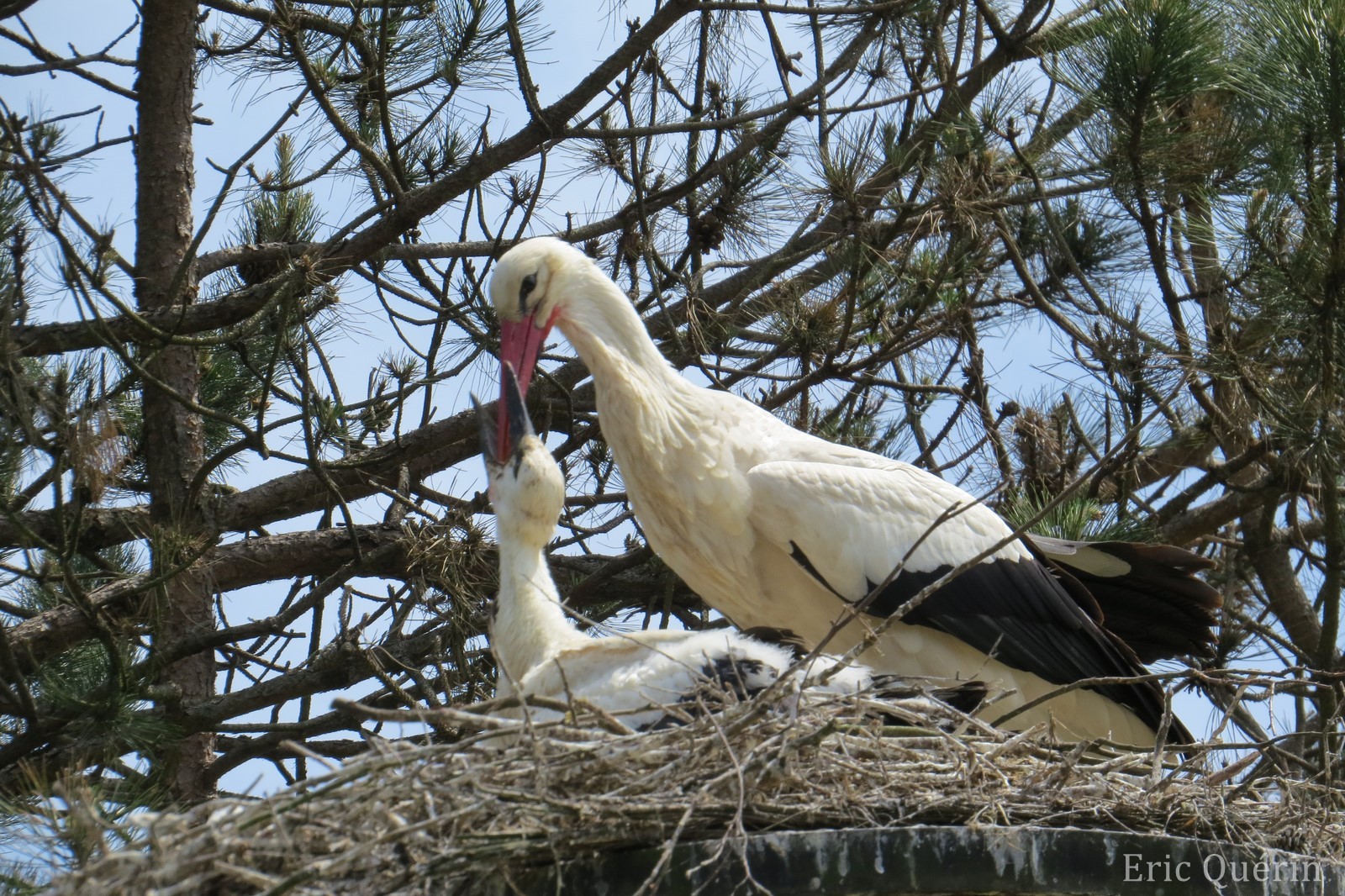 Cigogne blanche : taille, poids, répartition, reproduction ...