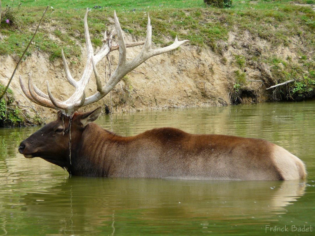 Wapiti : poids, taille, longévité, habitat, alimentation - Dictionnaire ...