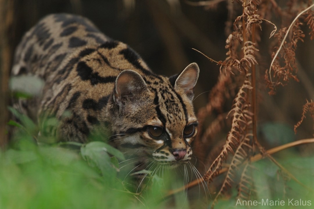 Margay : poids, taille, longévité, habitat, alimentation - Dictionnaire ...