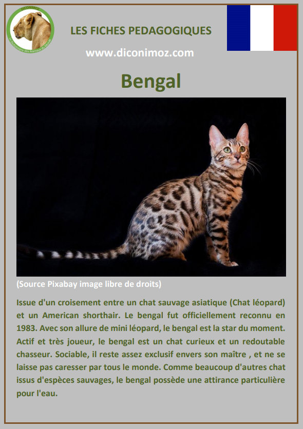 Fiches chat pdf 1 - Dictionnaire des animaux