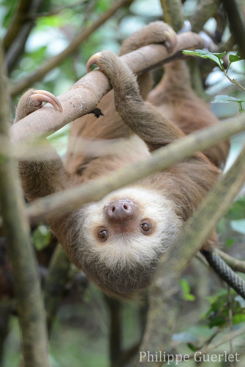 Paresseux à deux doigts : poids, taille, longévité, habitat ...