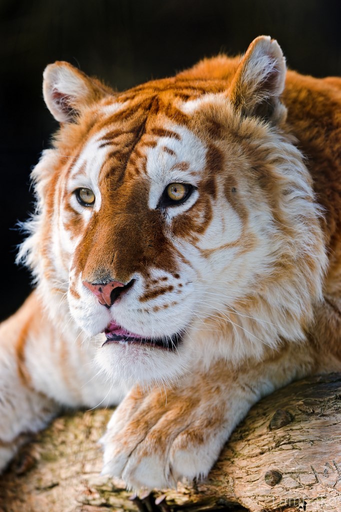 Tigre doré : poids, taille, longévité, habitat, alimentation ...