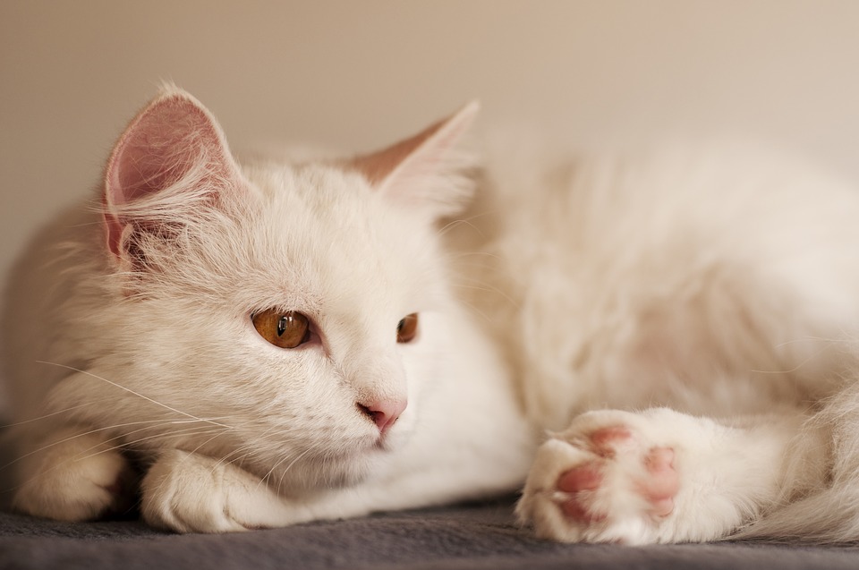 Angora Turc : origine, caractère, santé, couleur : fiche chat ...