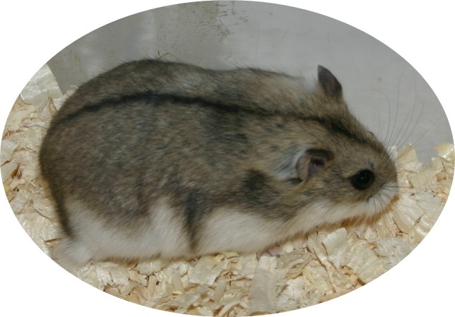 Startseite - 1. Deutsche Hamstervereinigung e.V. | Hamster - unsere ...