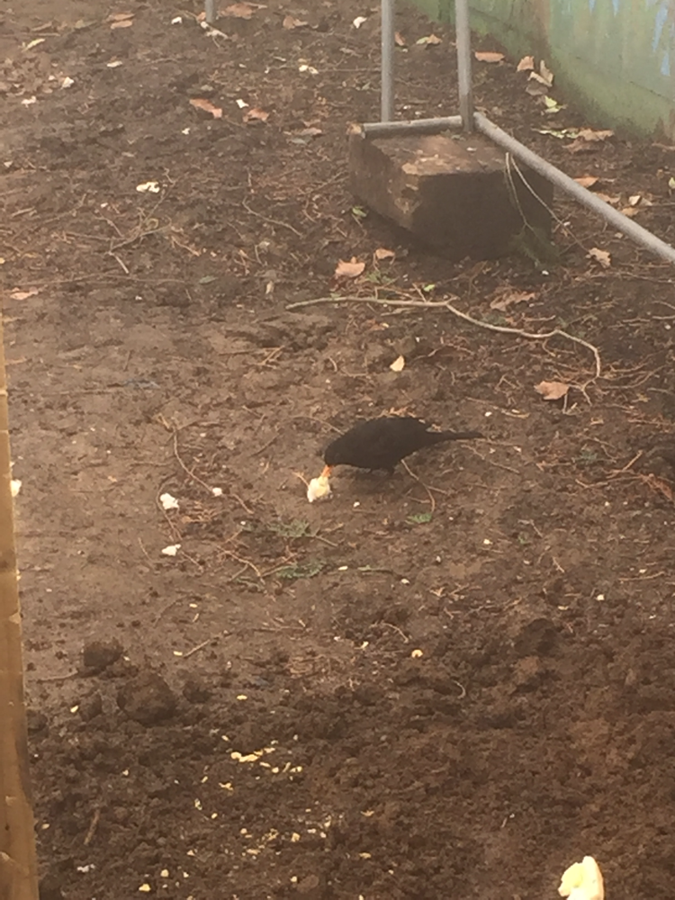 Wildlife corner - goldengardenbedford