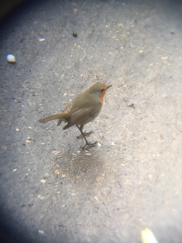 Wildlife corner - goldengardenbedford