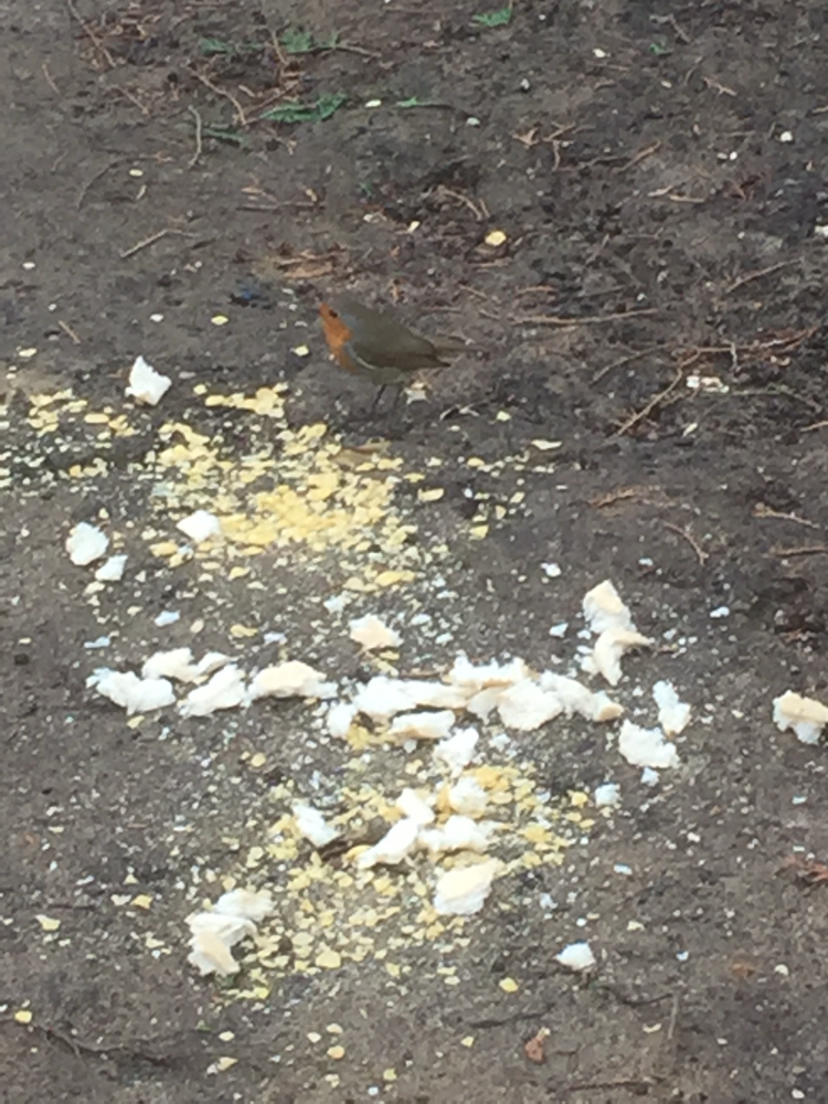 Wildlife corner - goldengardenbedford