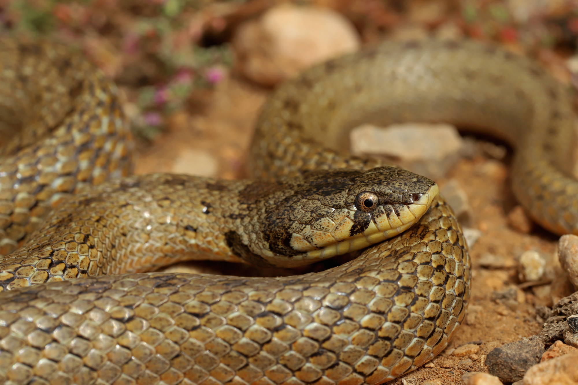 Spain, Mallorca - Herpsafari - amphibians and reptiles of Europe