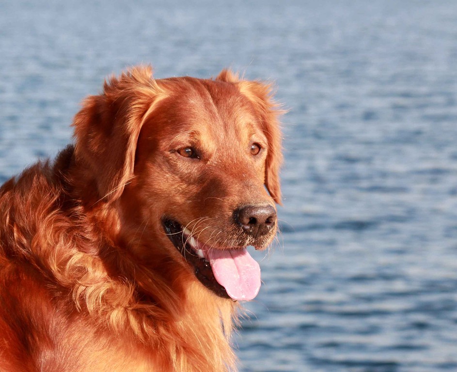 Gundog´s Choice Aspen - GUNDOG Jagd & Hund Ltd