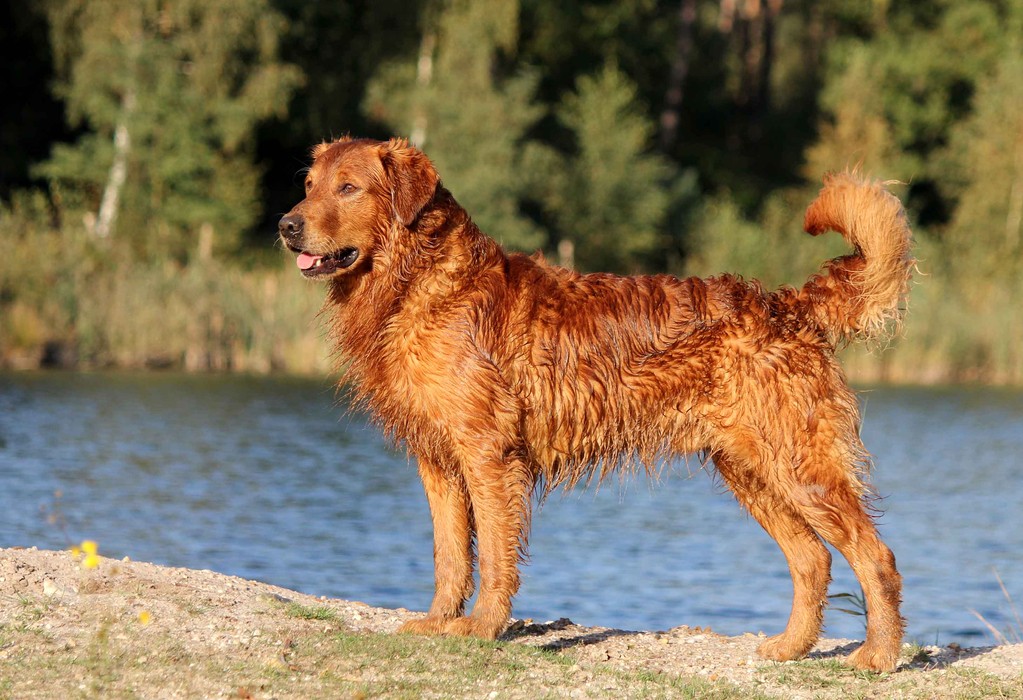 Gundog´s Choice Aspen - GUNDOG Jagd & Hund Ltd
