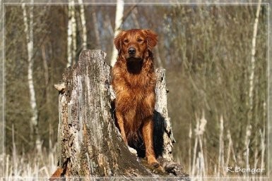 Gundog´s Choice Aspen - GUNDOG Jagd & Hund Ltd