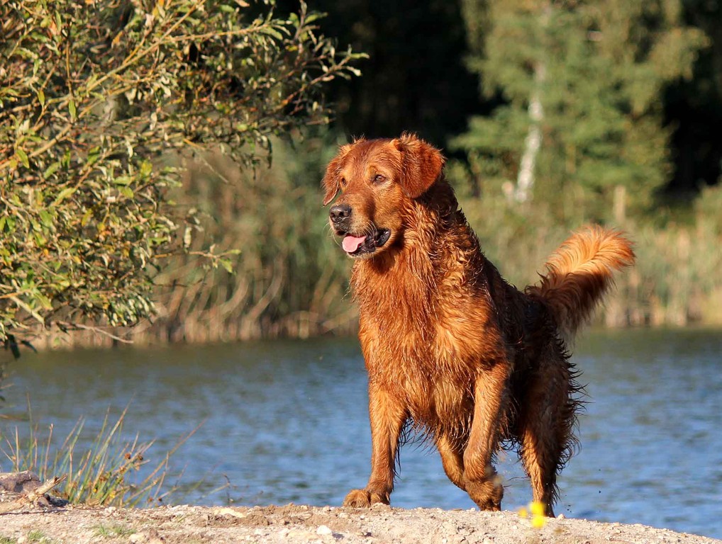 Gundog´s Choice Aspen - GUNDOG Jagd & Hund Ltd