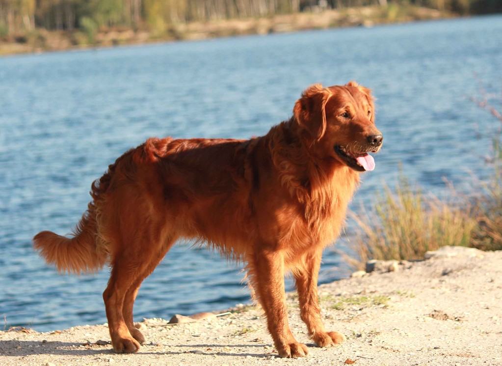 Gundog´s Choice Aspen - GUNDOG Jagd & Hund Ltd