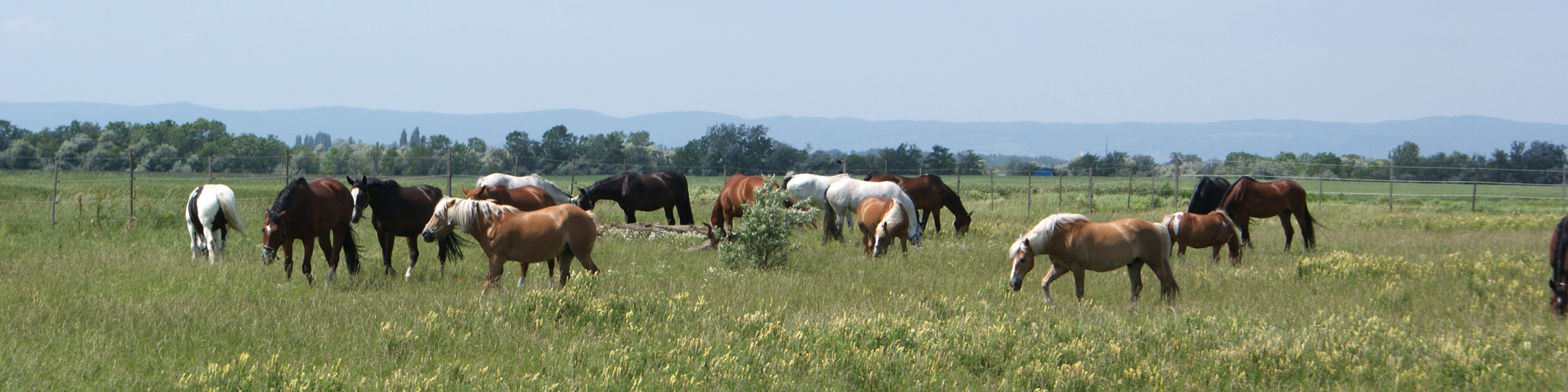 Kontakt - Reiterhof Althof