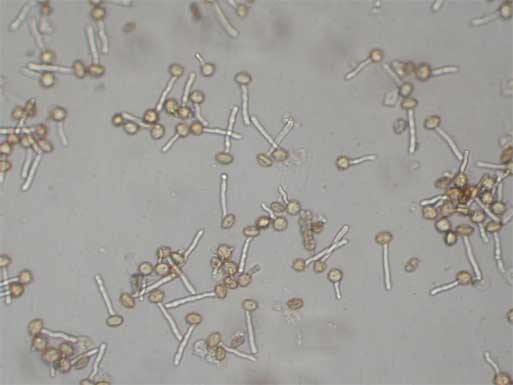 General - edbiologykmpk