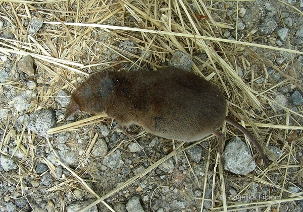 Waldspitzmaus Totfund © Mag. Angelika Ficenc - tierspuren - Spuren auf ...