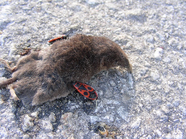 Zwergspitzmaus Totfund © Mag. Angelika Ficenc - tierspuren - Spuren auf ...