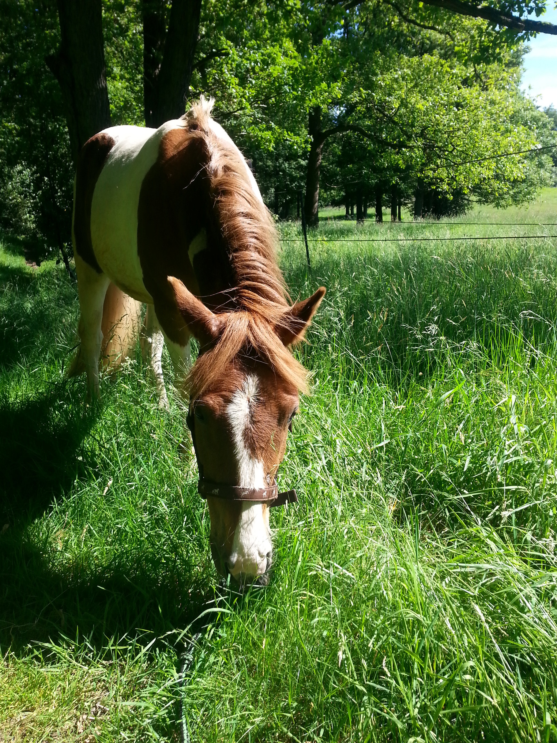 Herr Schmidt - shettyhilfe