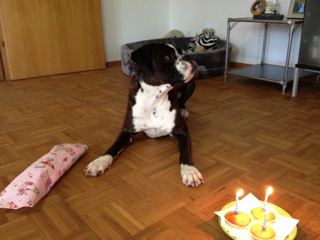 News: - vom monticulus Boxerzucht Hundezucht